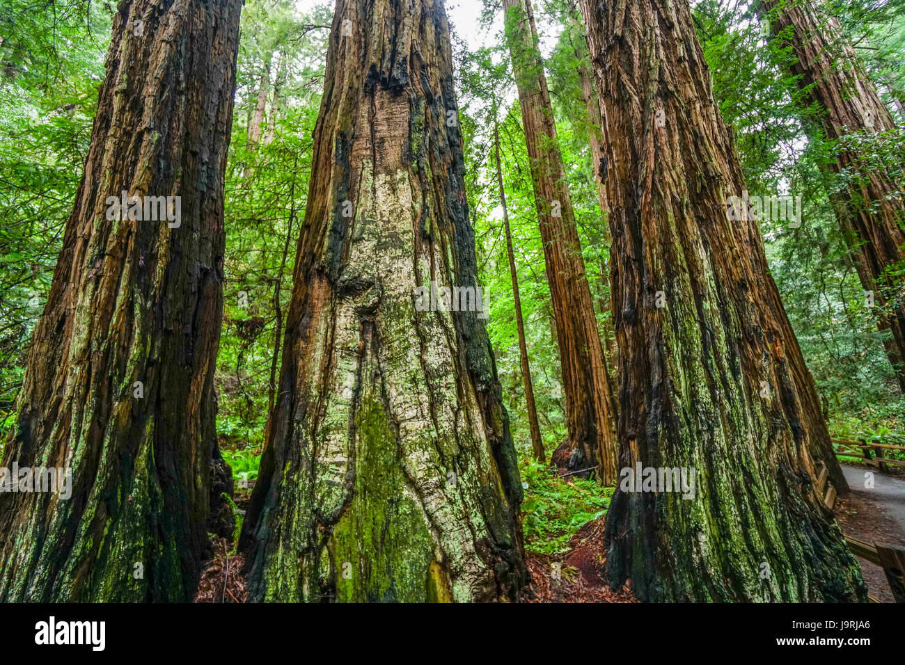 Les arbres géants de la Forêt de Redwood Photo Stock - Alamy