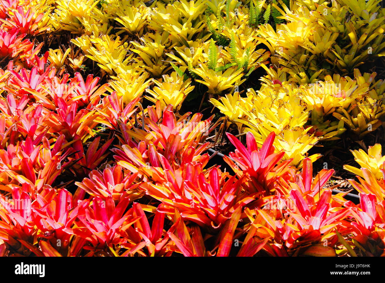 Bromélia rouge et jaune Photo Stock - Alamy
