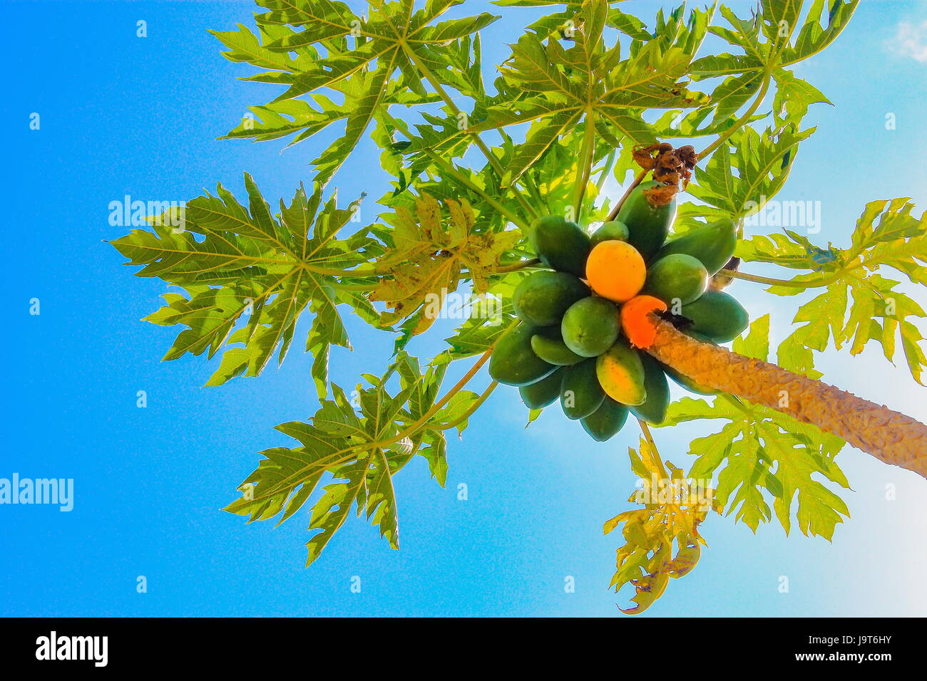 Papaye papaye arbre fruitier tropical Banque de photographies et d ...