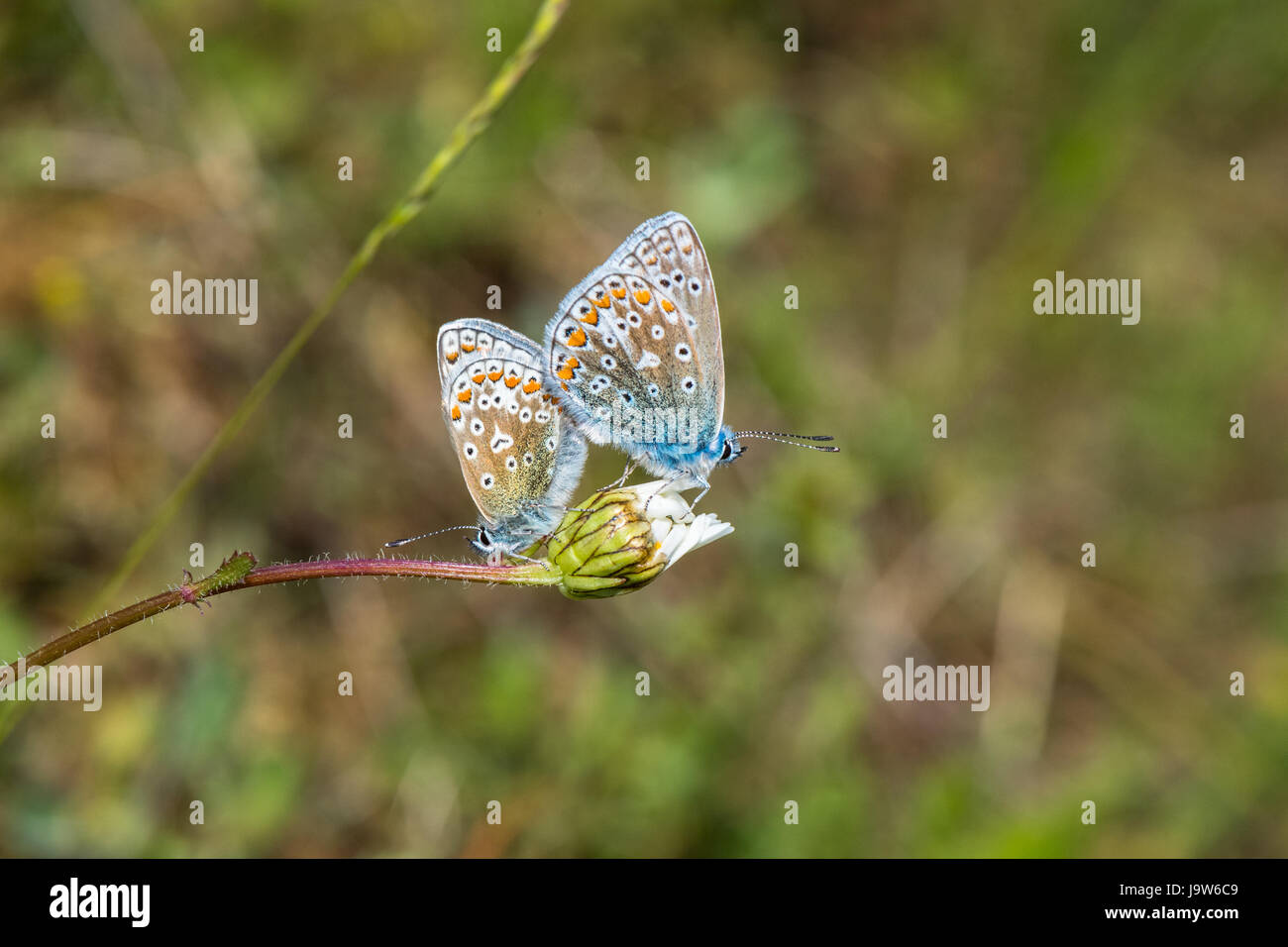 Reproduction de papillon Banque de photographies et d’images à haute ...