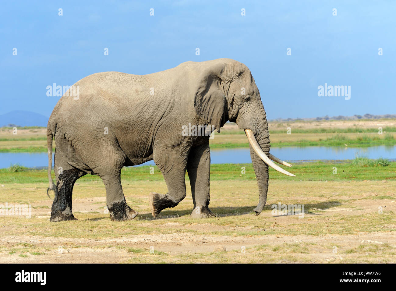 Fat elephant Banque de photographies et d’images à haute résolution - Alamy