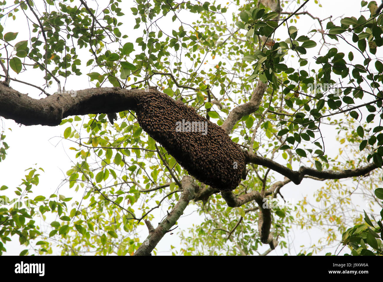 Ruche dans un arbre Banque de photographies et d’images à haute ...