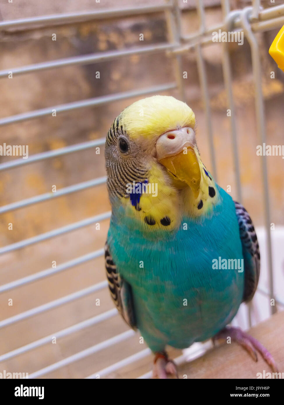 Cere Bleue Banque d'image et photos - Alamy