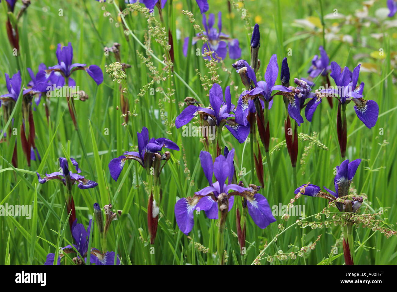 Siberian iris caesars brother Banque de photographies et d’images à ...