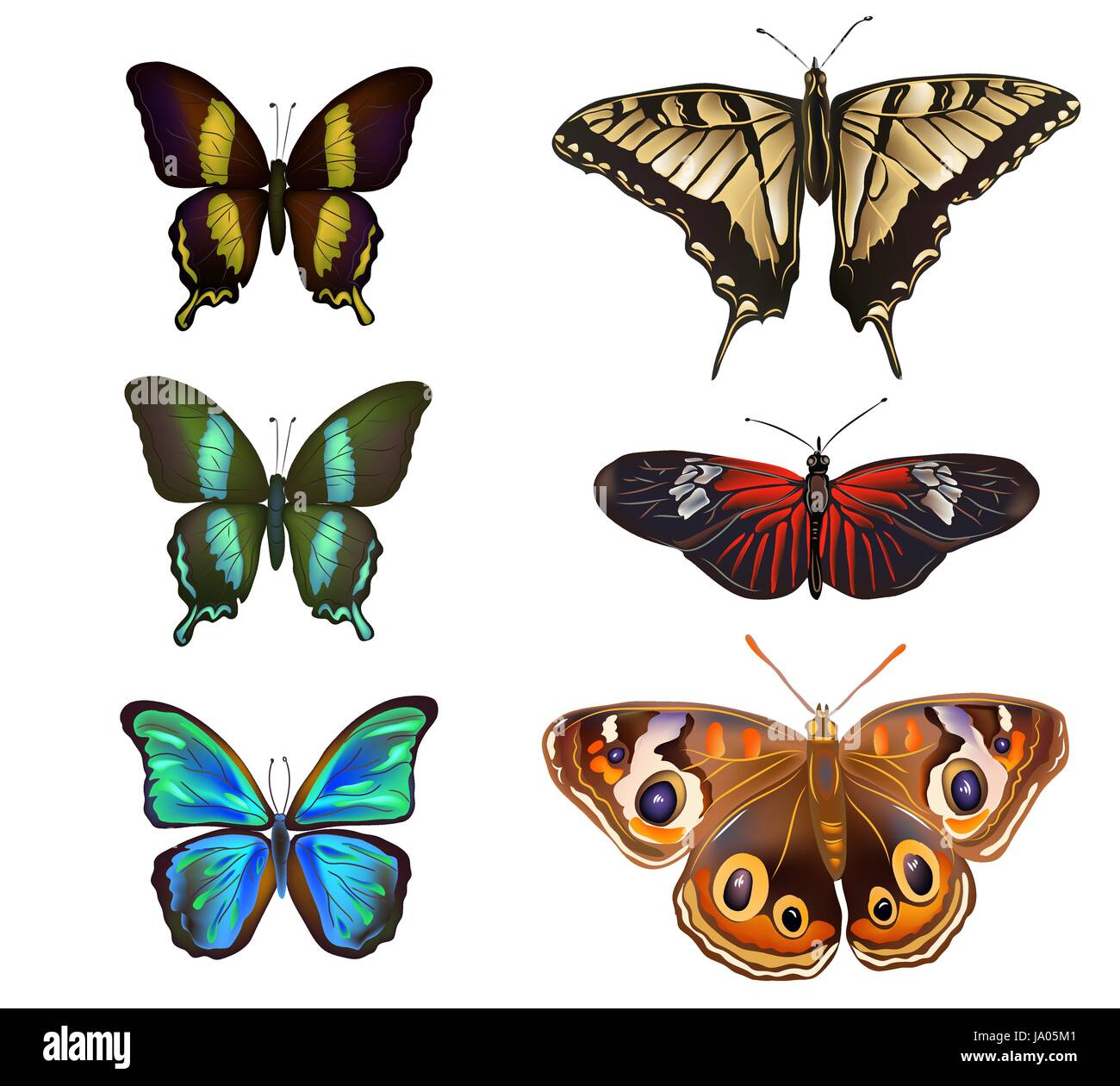 Vector illustration de Collection de différents genres de papillons ...