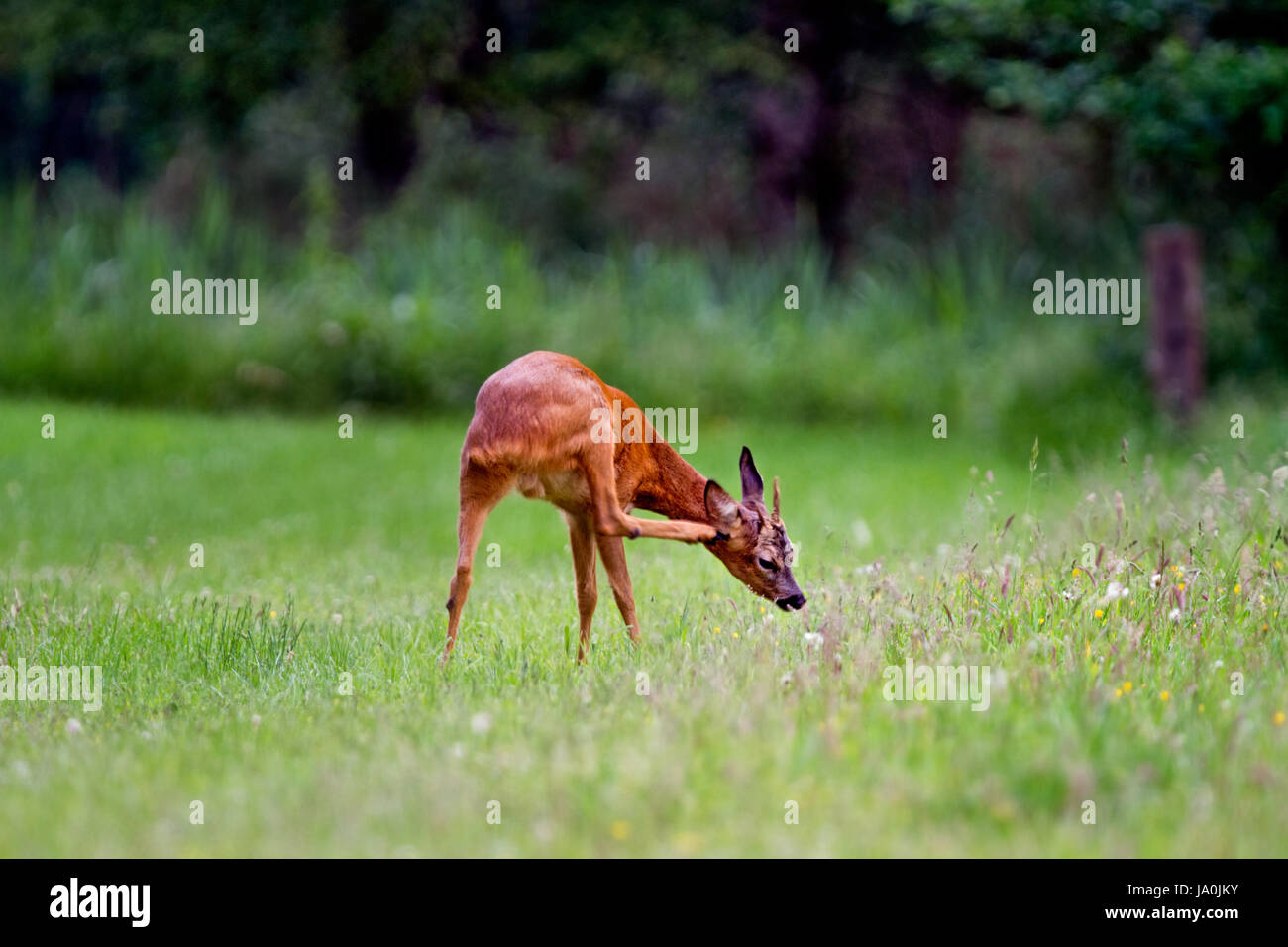 Chevreuil cerf Banque de photographies et d’images à haute résolution ...