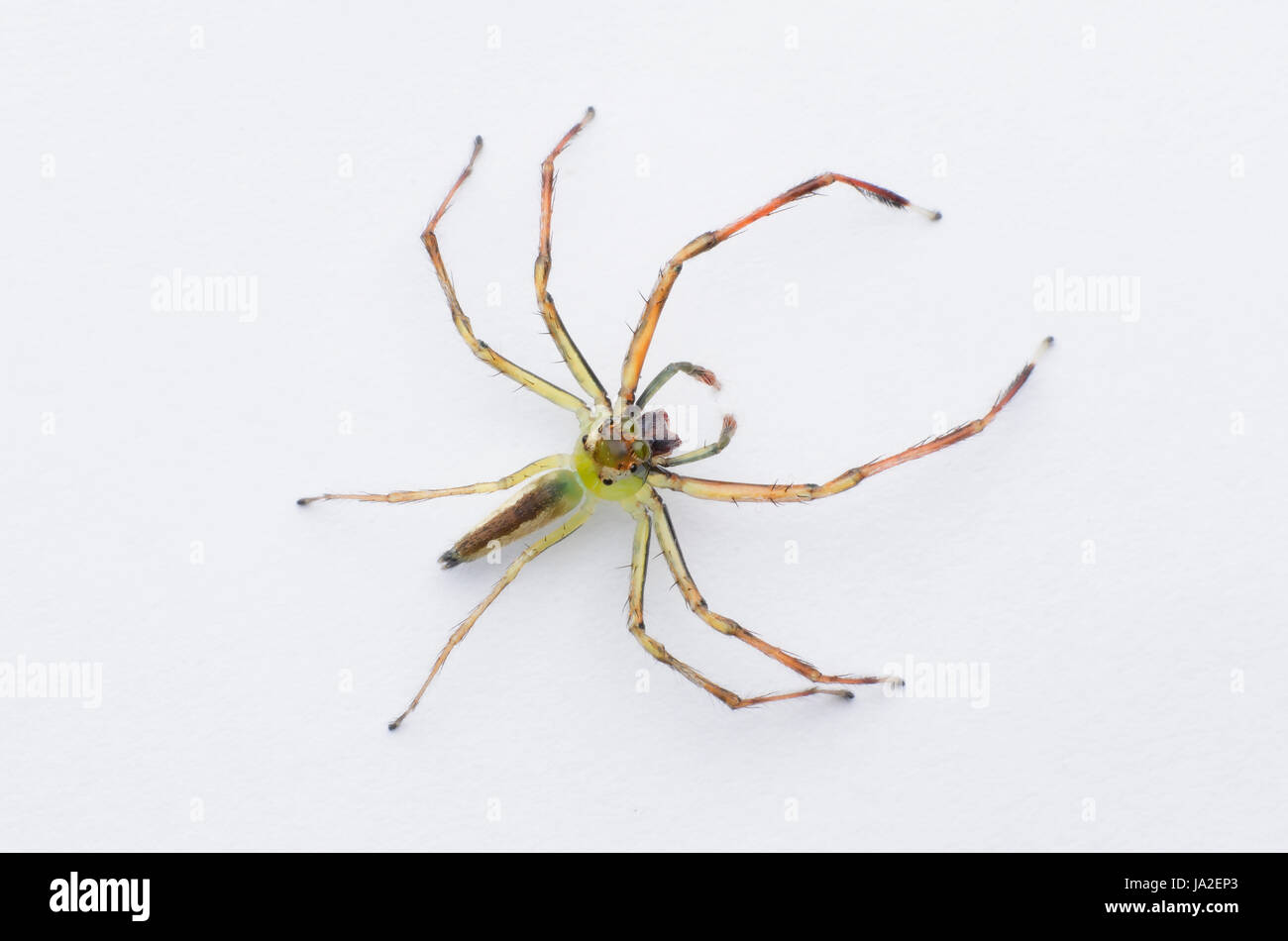 Epeus sp Banque de photographies et d’images à haute résolution - Alamy