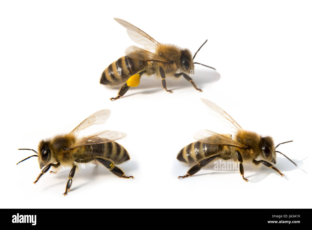 Drogue reine Banque d'images détourées - Alamy