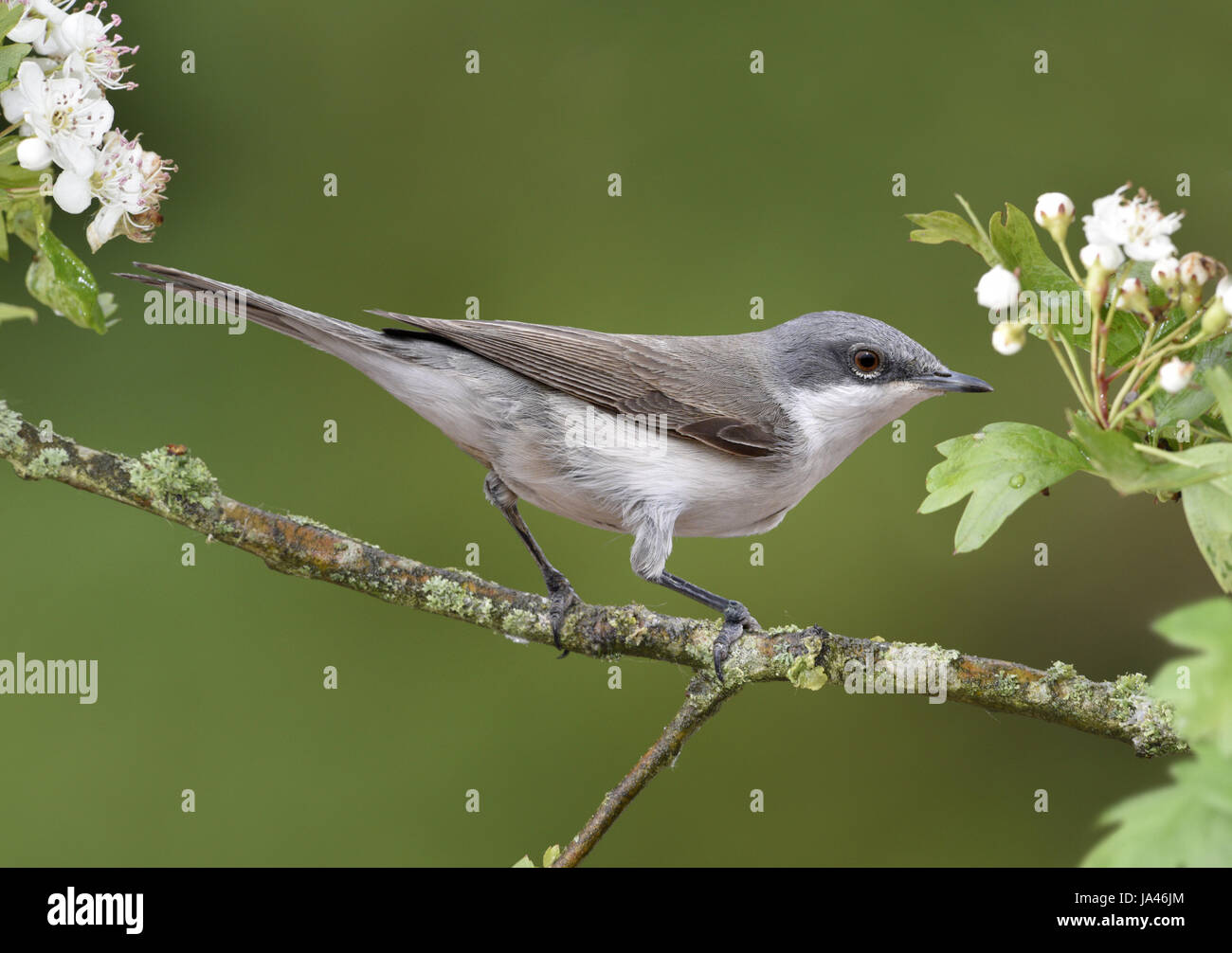 Sylvia curruca curruca Banque de photographies et d’images à haute résolution - Alamy