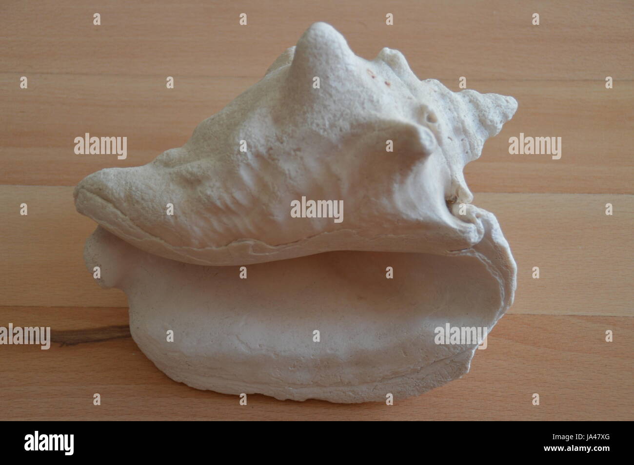 Conque de mer Banque de photographies et d’images à haute résolution ...