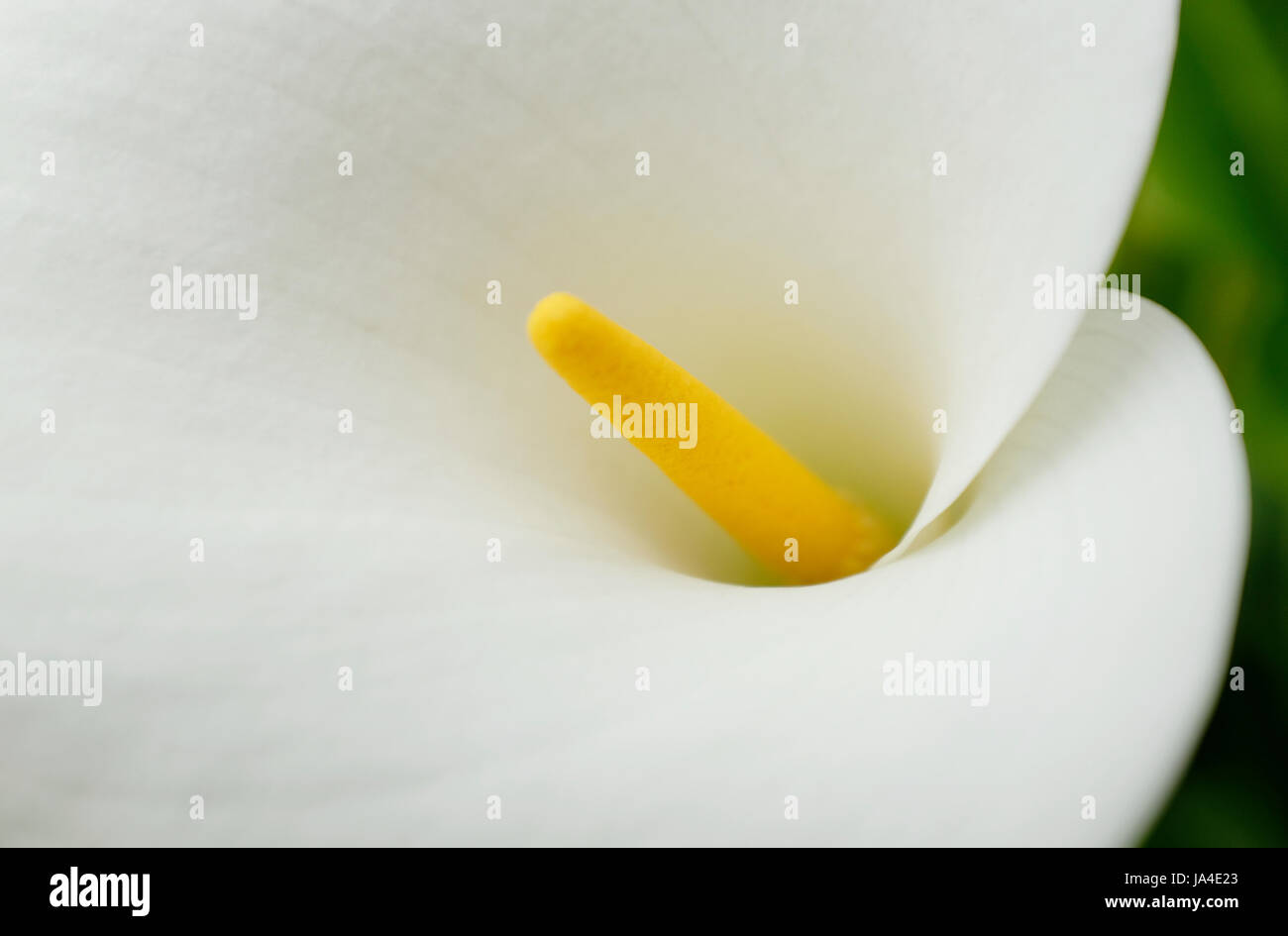 Fleur de lys blanc Banque de photographies et d’images à haute résolution - Alamy