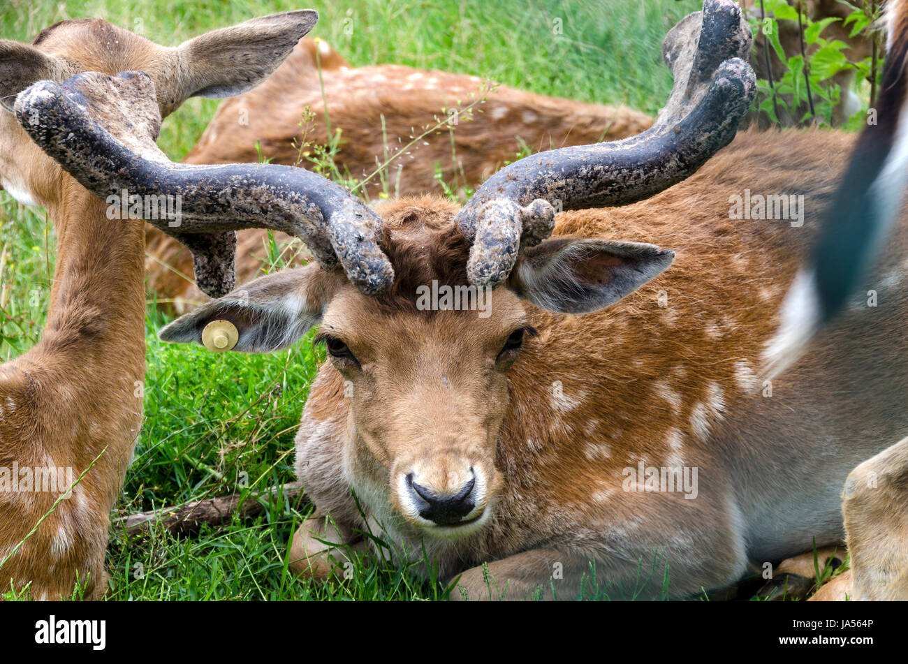 Mammifère, brown, brunâtre, brunette, des cornes, des cerfs, des ...
