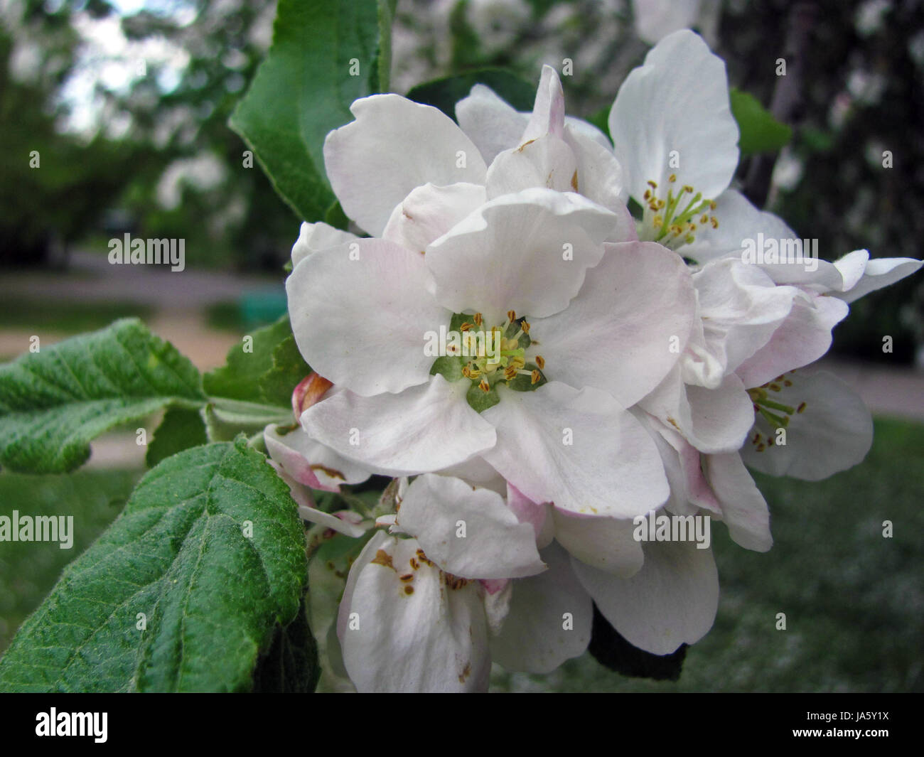 Fleurs de pommetier blanc Banque de photographies et d’images à haute ...