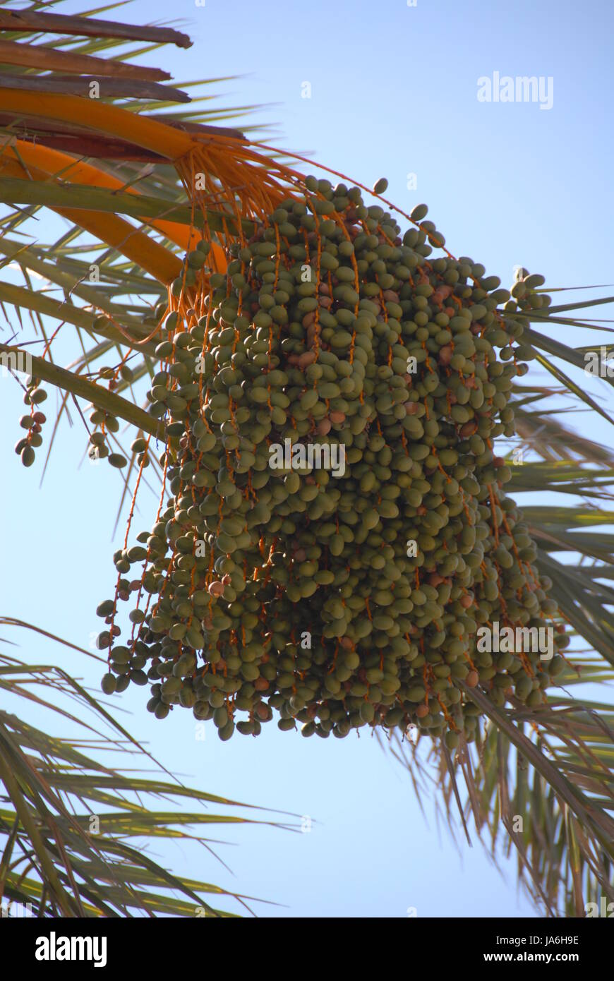 Arbre, vert, feuilles, fruits, palmier, dates, date palm, arbre, vert ...