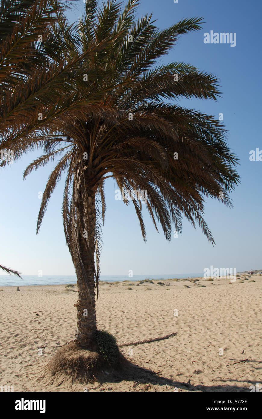 Désert, désert, palmiers, oasis, palmier, pénurie d'eau, palmiers ...