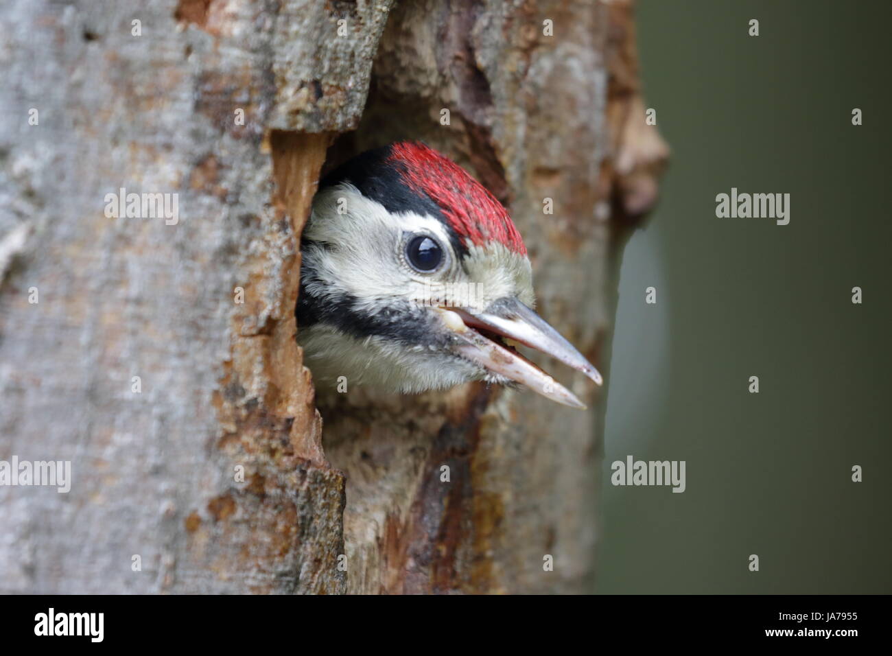 Pic épeiche nid Banque de photographies et d’images à haute résolution ...