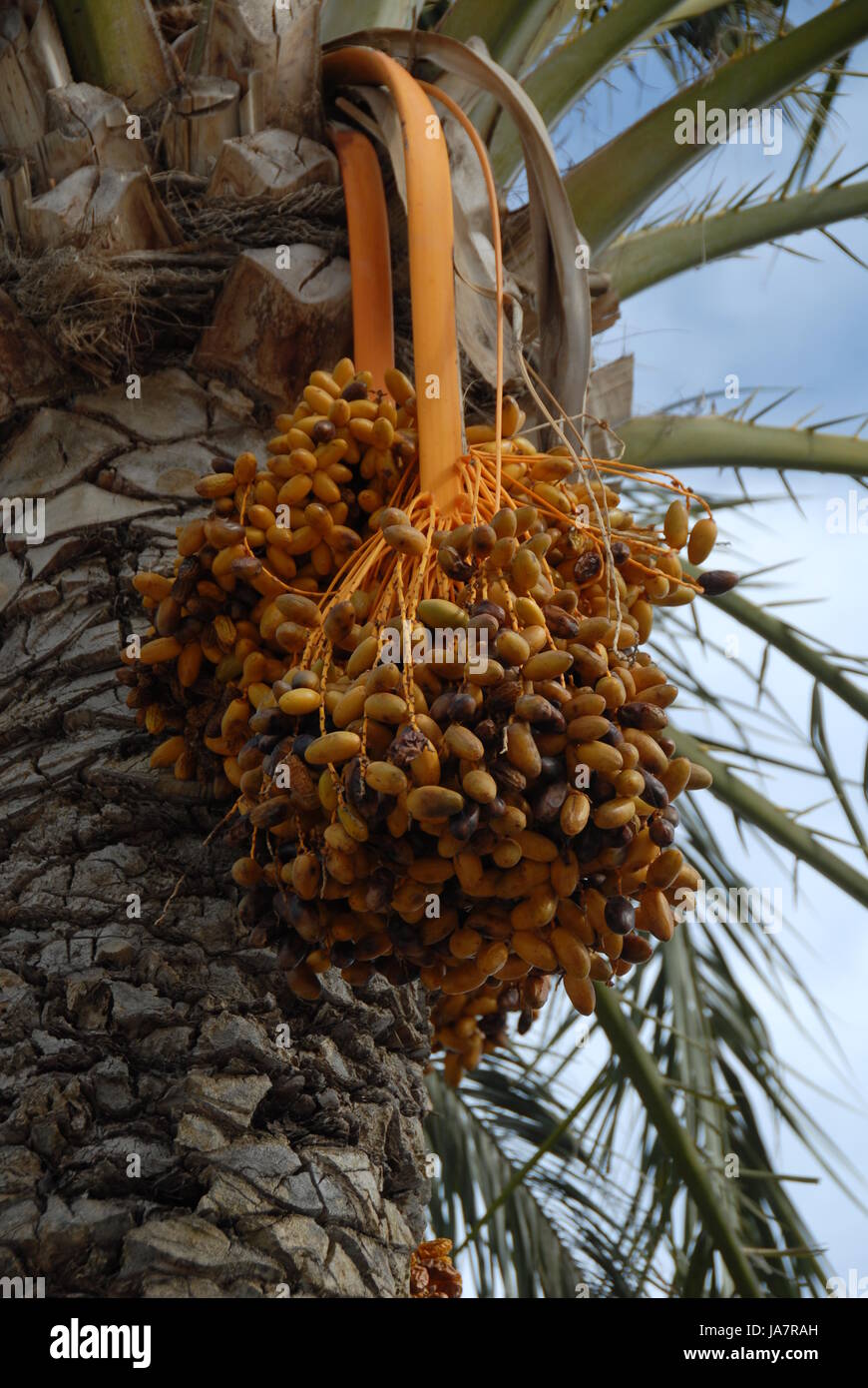 Arbre, vert, feuilles, fruits, palmier, dates, date palm, date, arbre ...