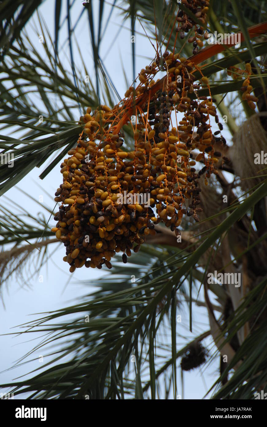 Arbre, vert, feuilles, fruits, palmier, dates, date palm, date, arbre ...