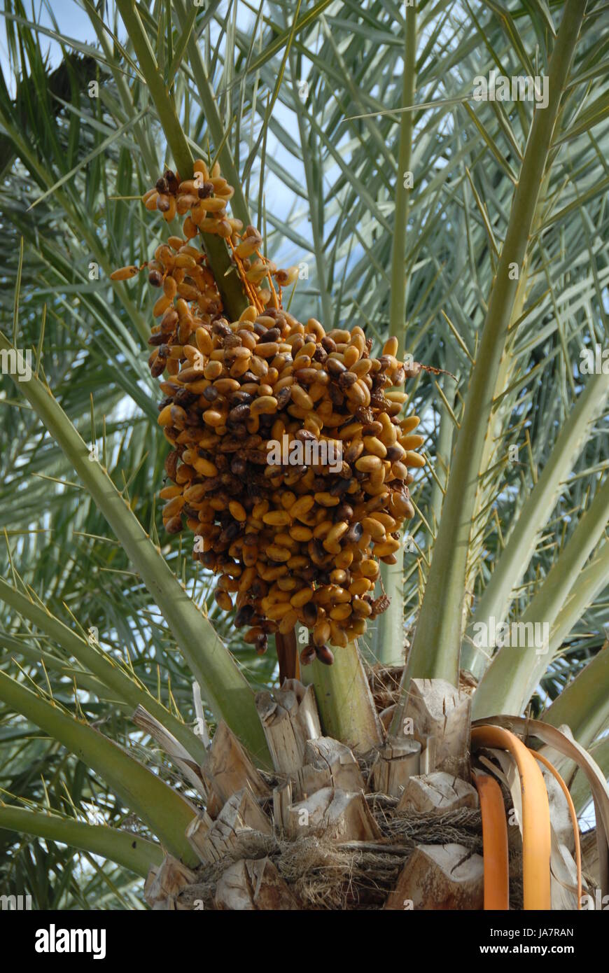 Arbre, vert, feuilles, fruits, palmier, dates, date palm, date, arbre ...