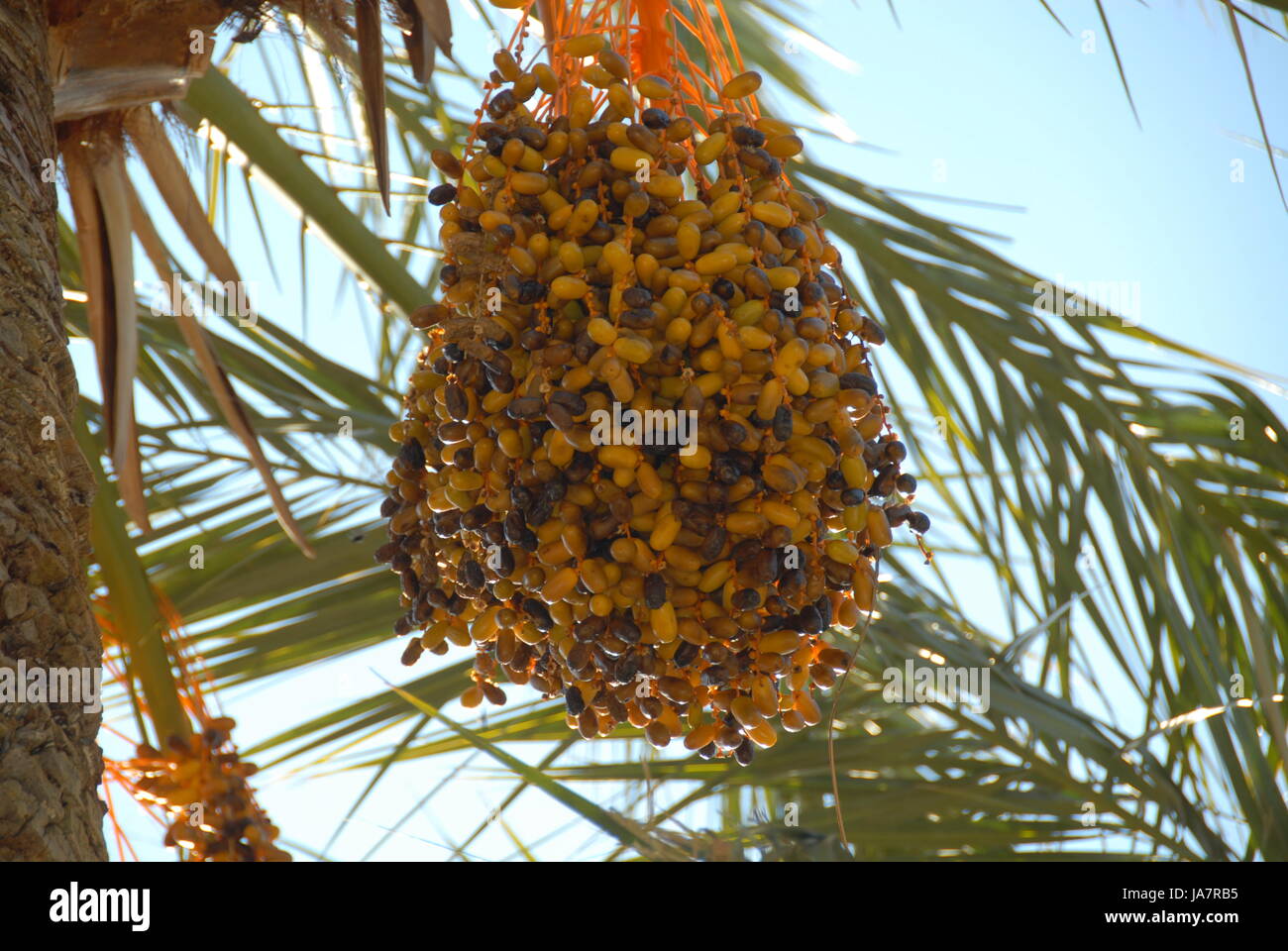 Arbre, vert, feuilles, fruits, palmier, dates, date palm, date, arbre ...