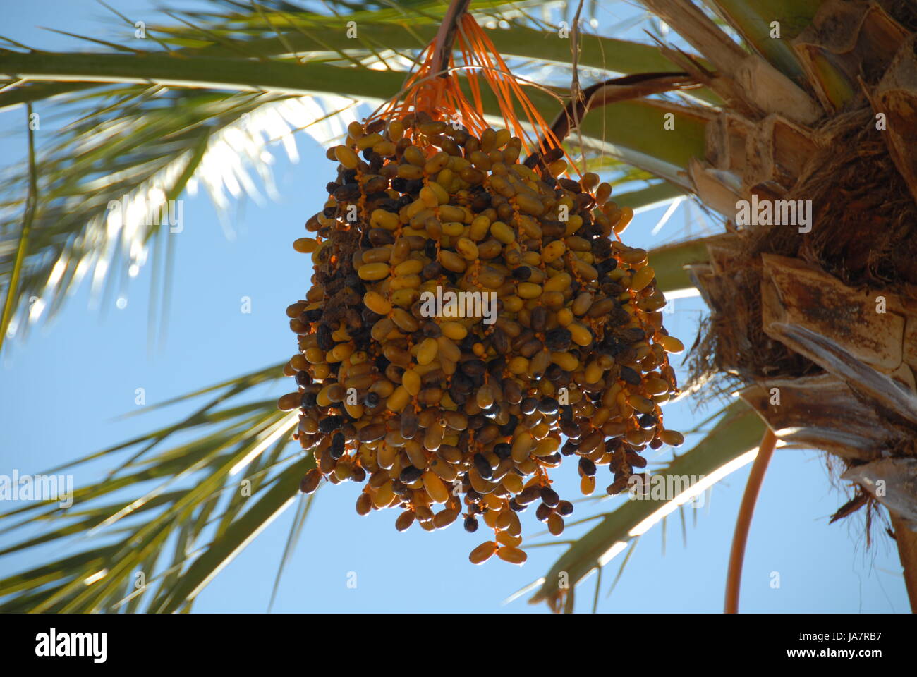 Arbre, vert, feuilles, fruits, palmier, dates, date palm, date, arbre ...