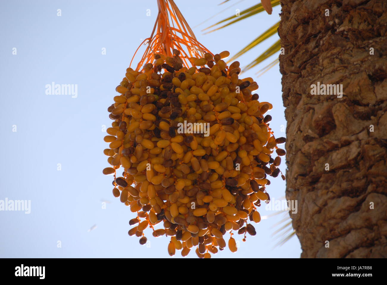 Arbre, vert, feuilles, fruits, palmier, dates, date palm, date, arbre ...