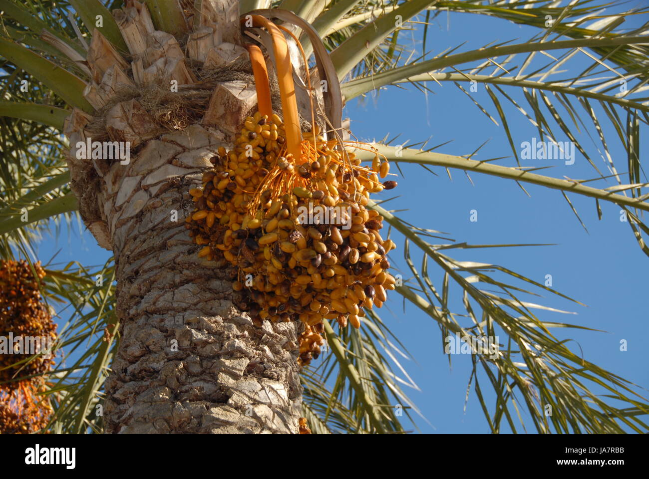 Arbre, vert, feuilles, fruits, palmier, dates, date palm, date, arbre ...