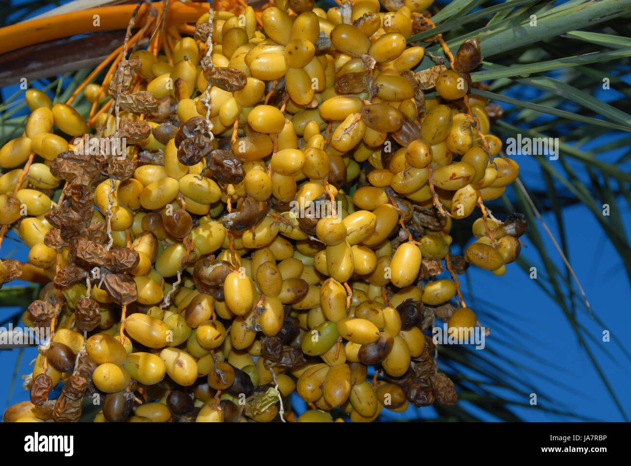 Arbre, vert, feuilles, fruits, palmier, dates, date palm, date, arbre ...