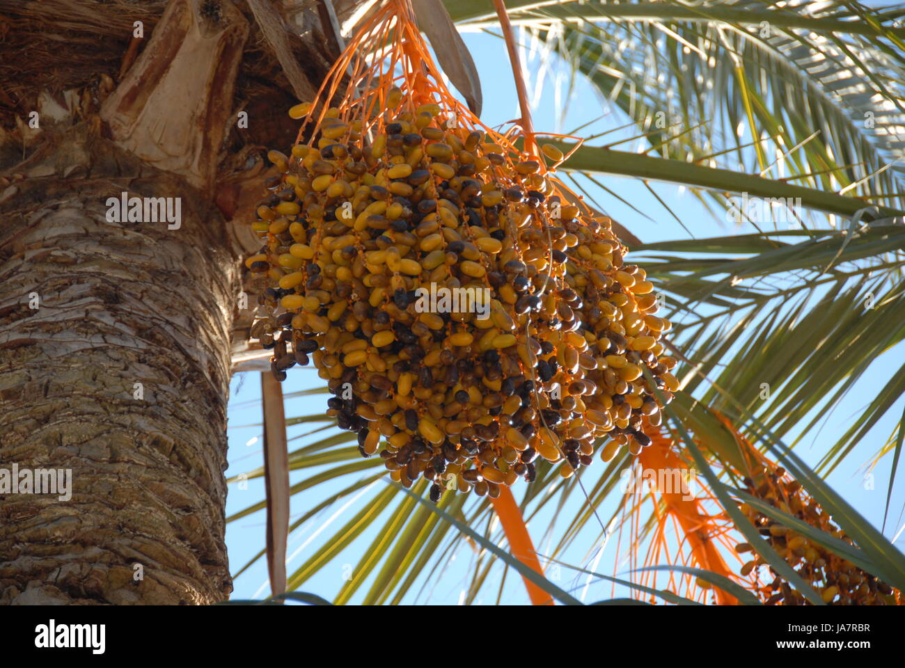 Arbre, vert, feuilles, fruits, palmier, dates, date palm, date, arbre ...