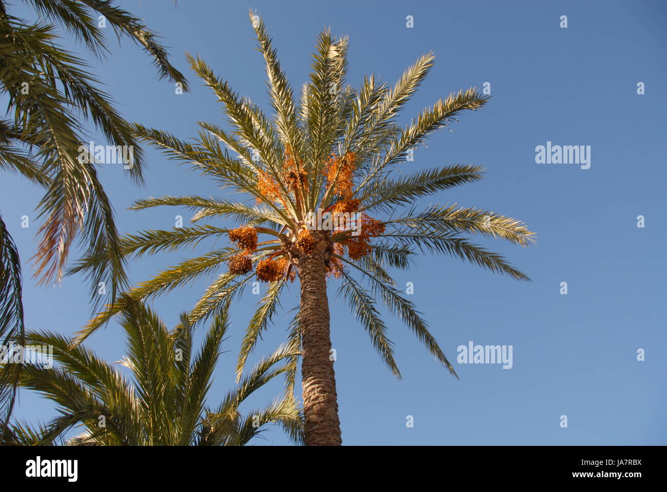 Arbre, vert, feuilles, fruits, palmier, dates, date palm, date, arbre ...