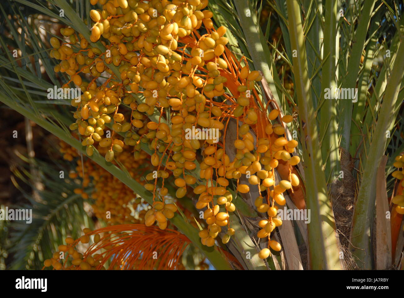 Arbre, vert, feuilles, fruits, palmier, dates, date palm, date, arbre ...