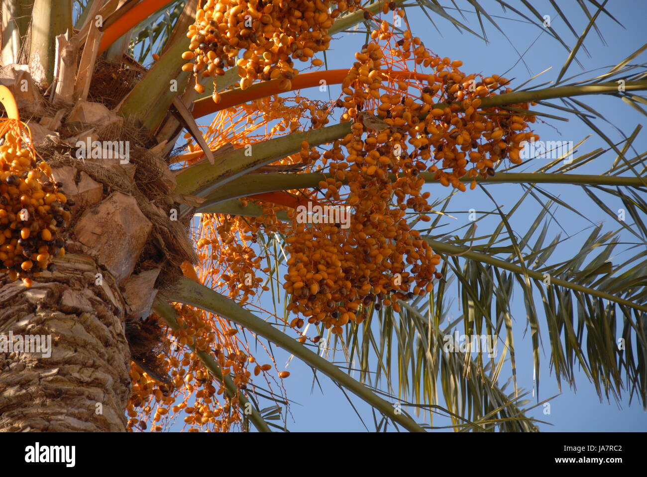 Arbre, vert, feuilles, fruits, palmier, dates, date palm, arbre, vert ...