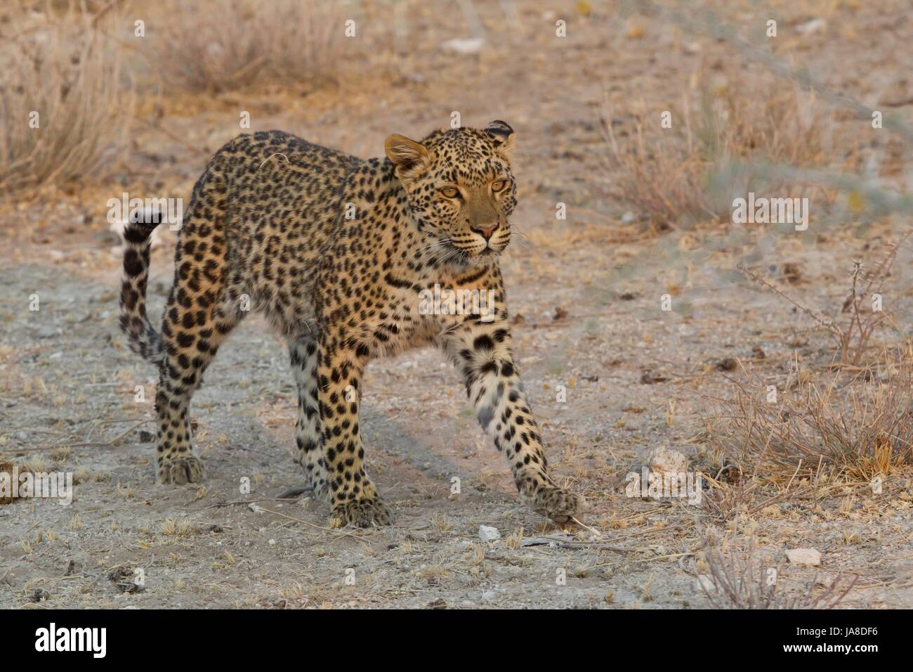 Raubtier leopard Banque de photographies et d’images à haute résolution ...