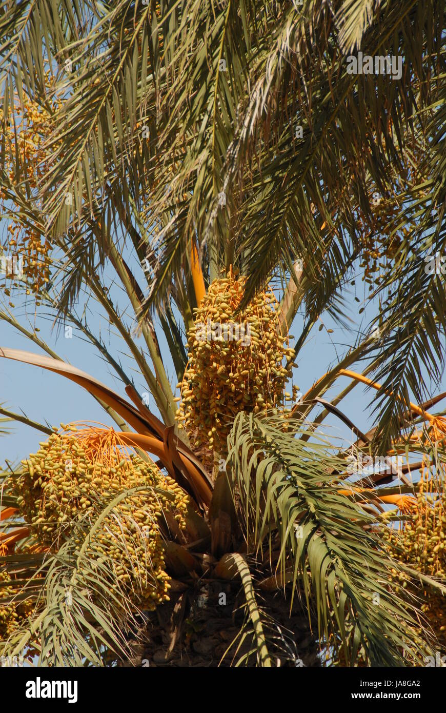 Arbre, vert, feuilles, fruits, palmier, dates, date palm, date, arbre ...