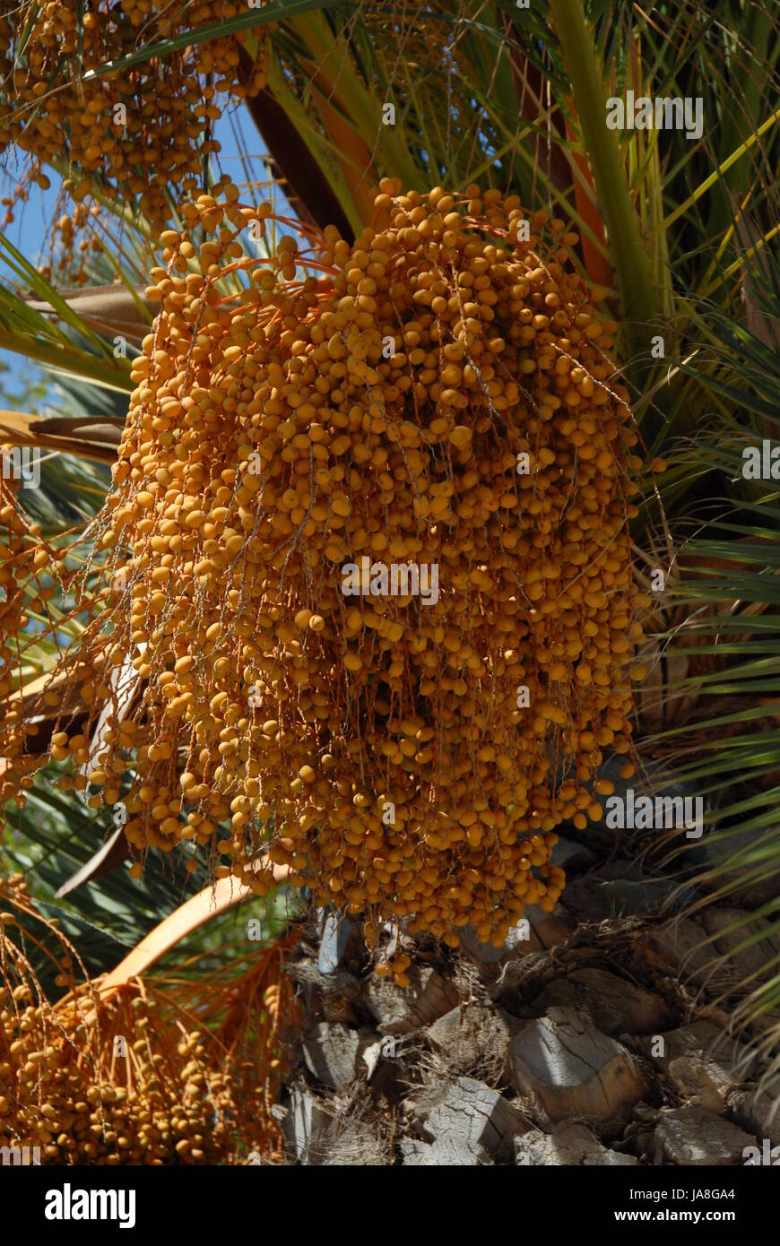 Arbre, vert, feuilles, fruits, palmier, dates, date palm, date, arbre ...