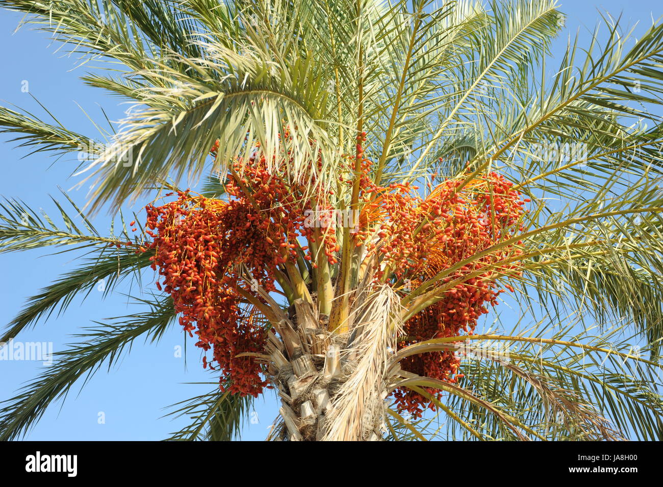 Arbre, vert, feuilles, fruits, palmier, dates, date palm, date, arbre ...