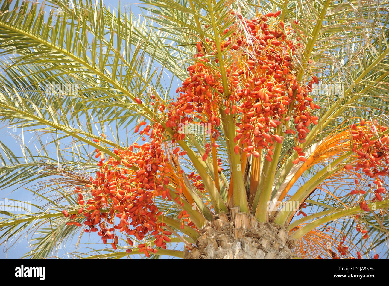 Arbre, vert, feuilles, fruits, palmier, dates, date palm, arbre, vert ...
