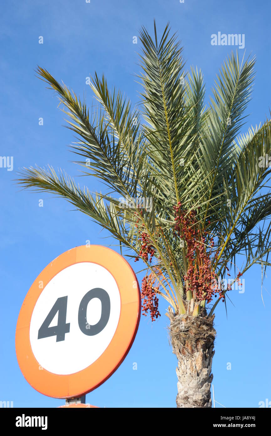 Arbre, vert, feuilles, fruits, palmier, dates, date palm, arbre, vert ...