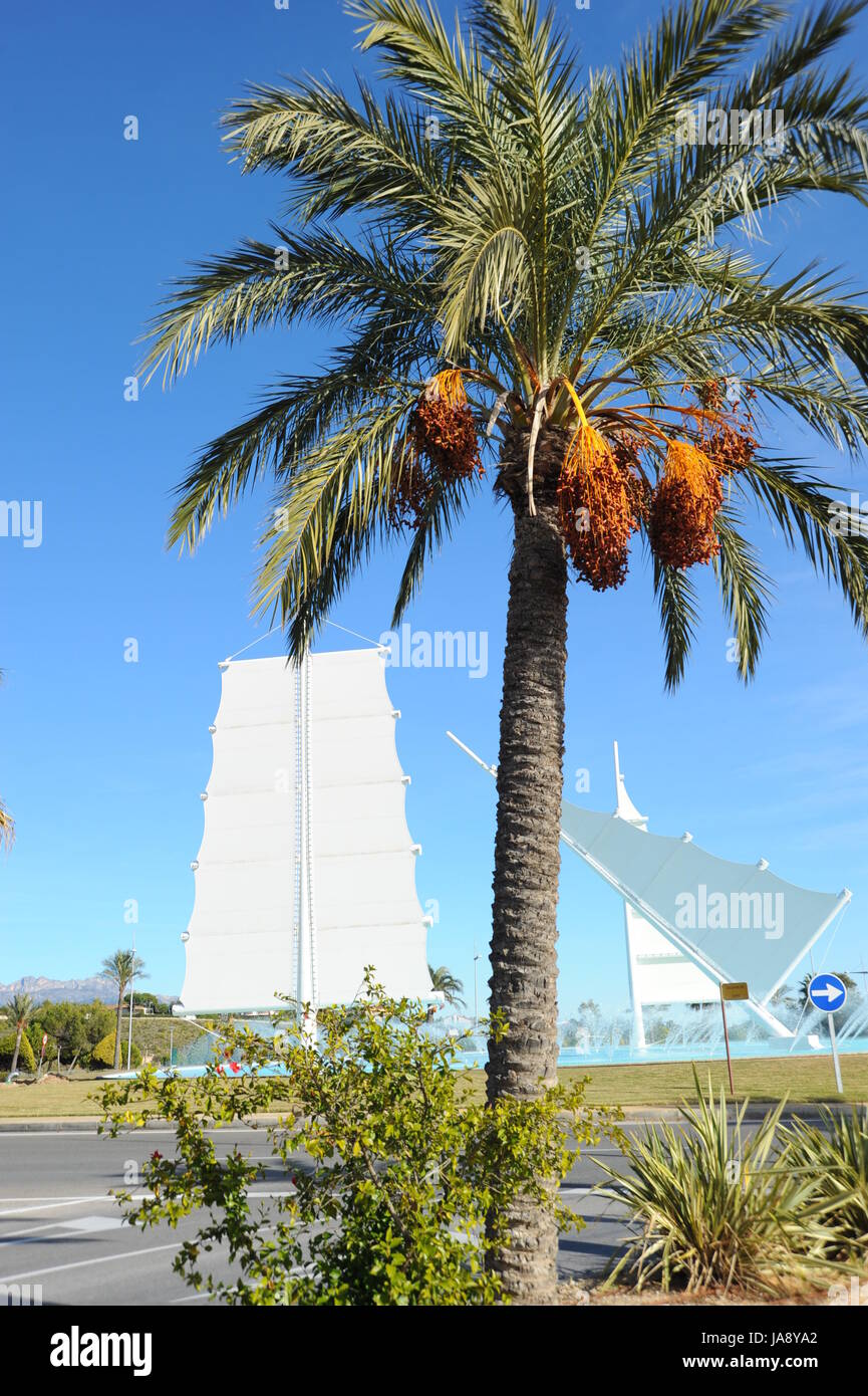 Arbre, vert, feuilles, fruits, palmier, dates, date palm, date, arbre ...