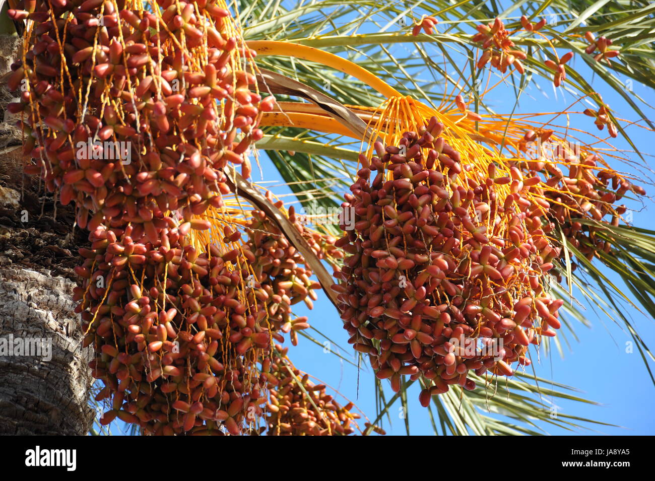 Arbre, vert, feuilles, fruits, palmier, dates, date palm, date, arbre ...