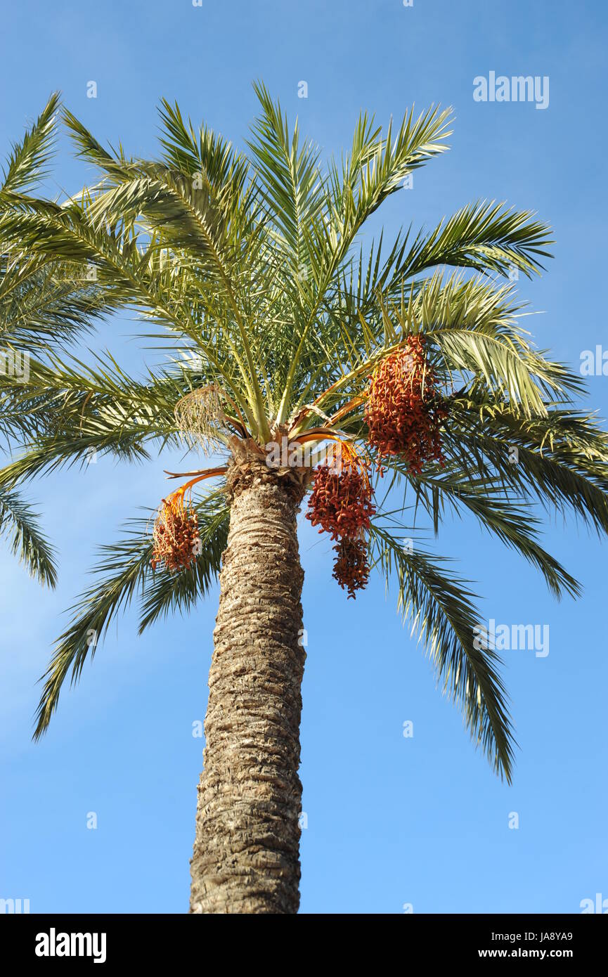 Arbre, vert, feuilles, fruits, palmier, dates, date palm, date, arbre ...