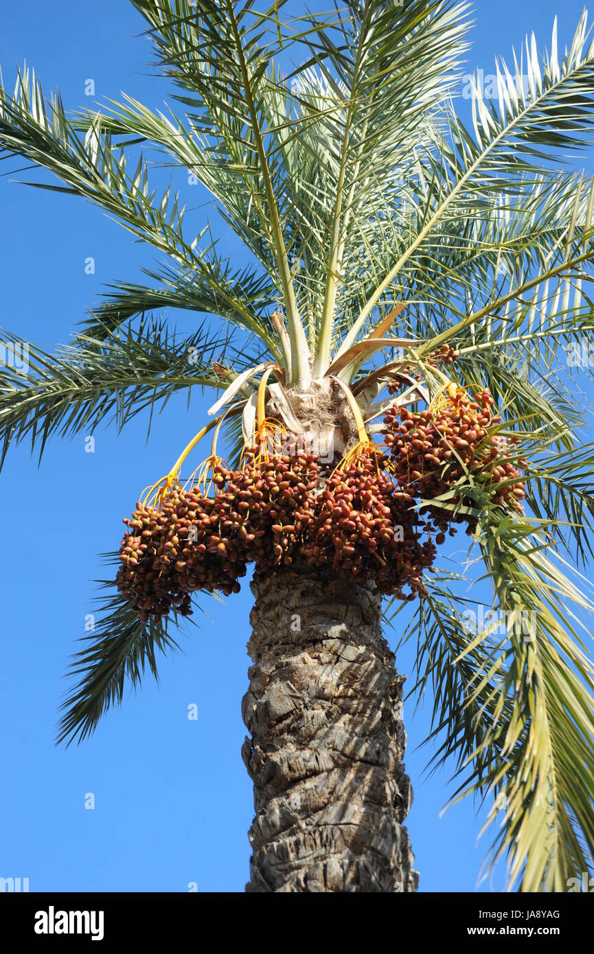 Arbre, vert, feuilles, fruits, palmier, dates, date palm, date, arbre ...