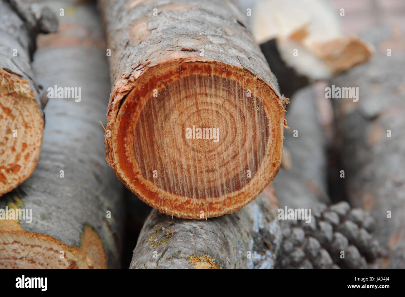Arbre, arbres, bois, branches, grange, planches en bois, arbre, arbres ...