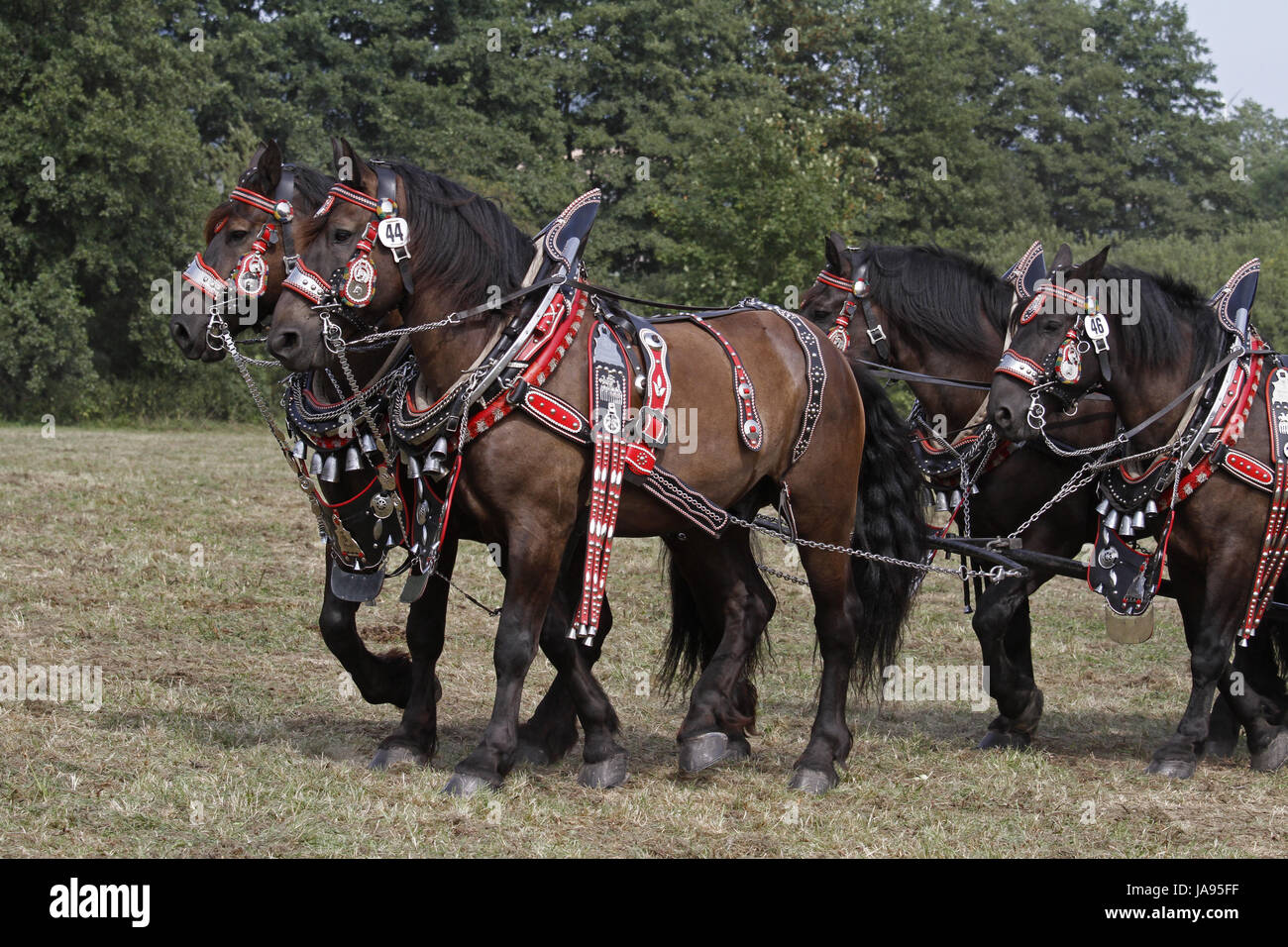 Cheval Américain Banque d'image et photos - Alamy