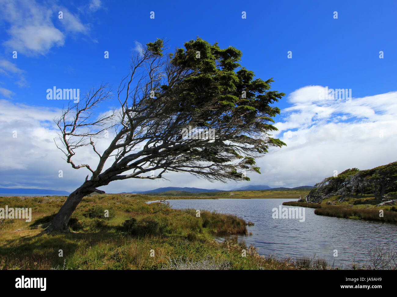 Arbre déformé par le vent, Patagonie, Argentine Photo Stock - Alamy