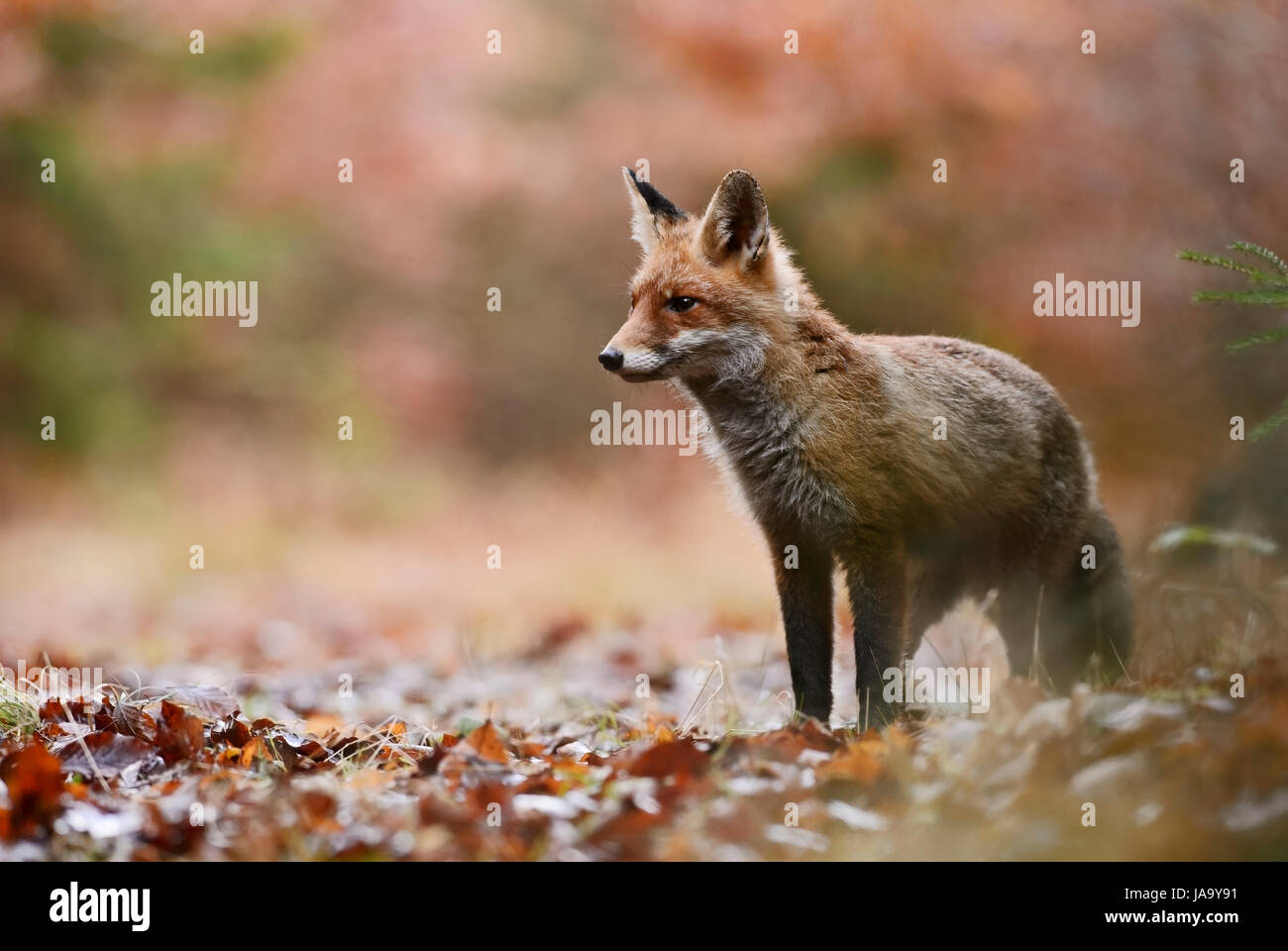 Renard en automne Banque de photographies et d’images à haute ...