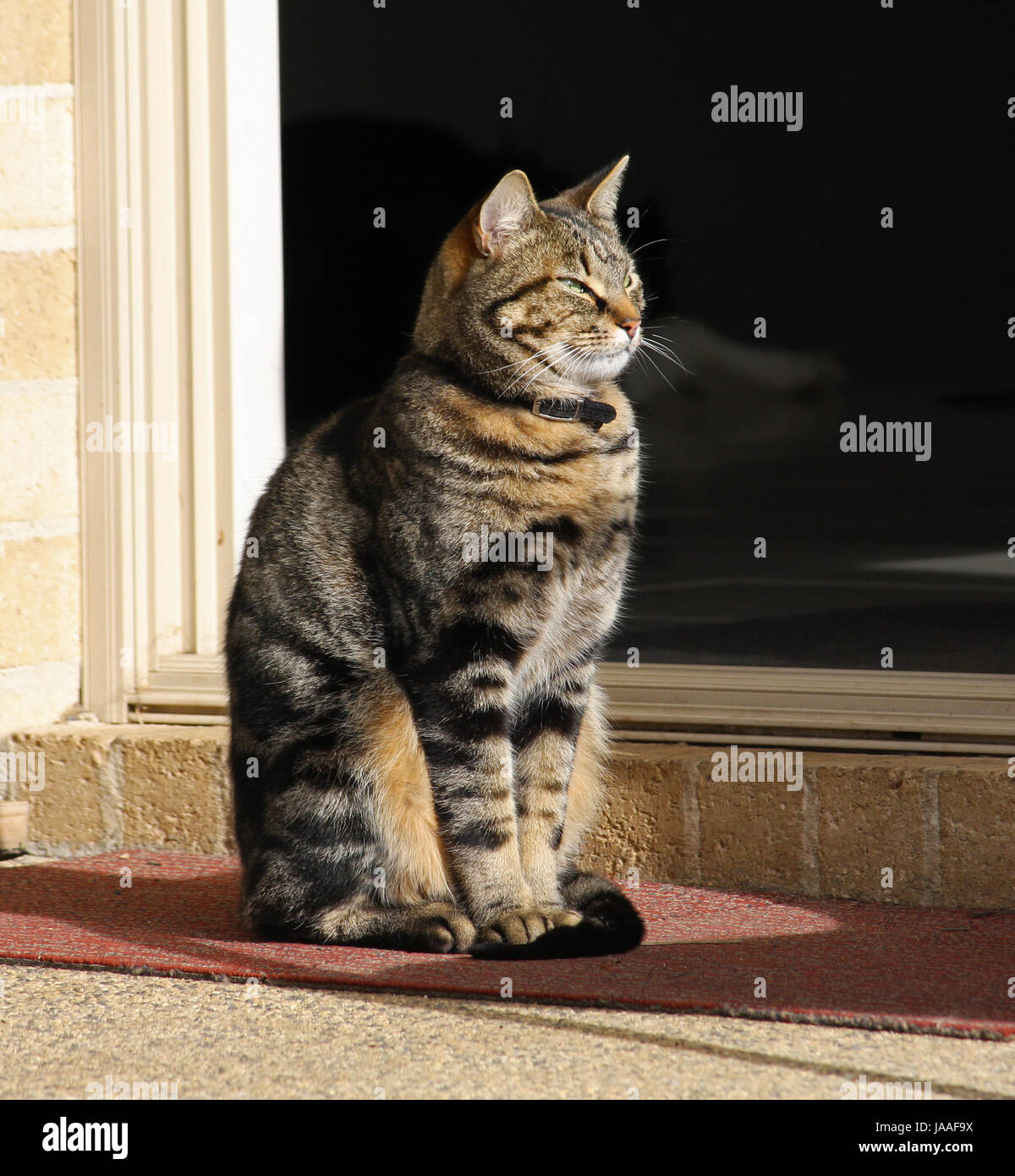 Regal cat Banque de photographies et d’images à haute résolution - Alamy