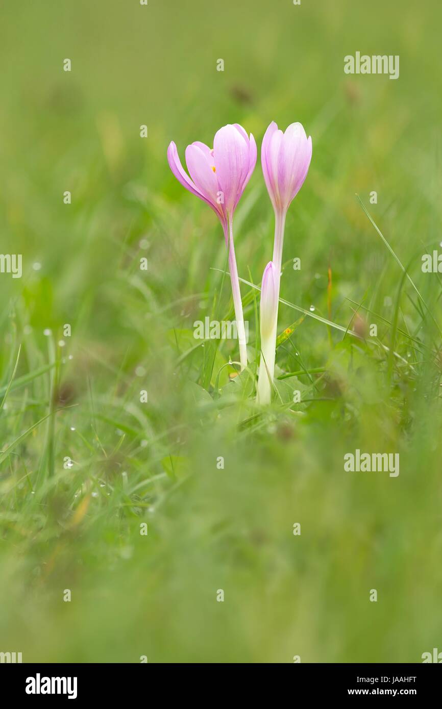 Poison crocus Banque de photographies et d’images à haute résolution ...