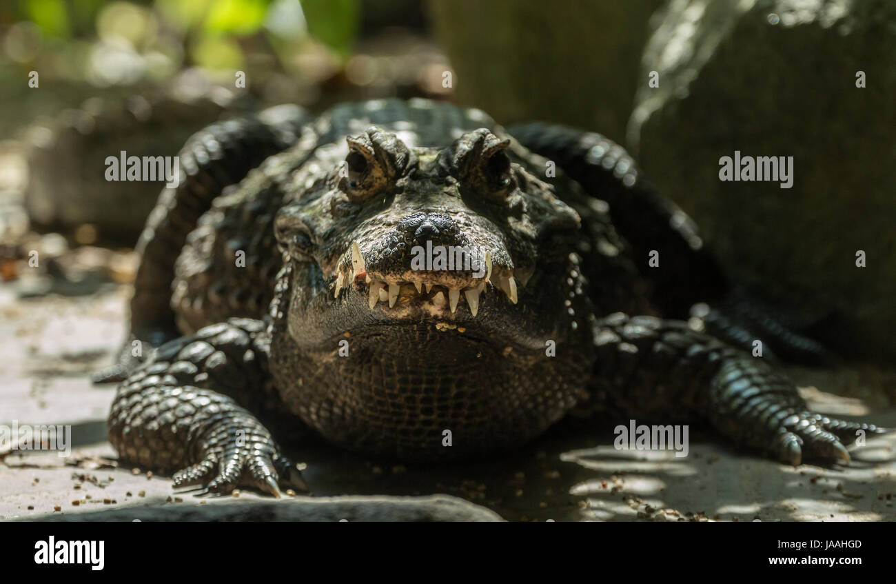 Osteolaemus tetraspis Banque de photographies et d’images à haute résolution - Alamy