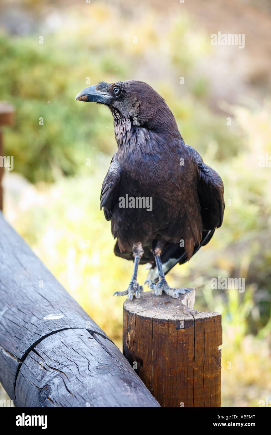 Grand corbeau assis sur une poutre en bois, Close up Photo Stock - Alamy